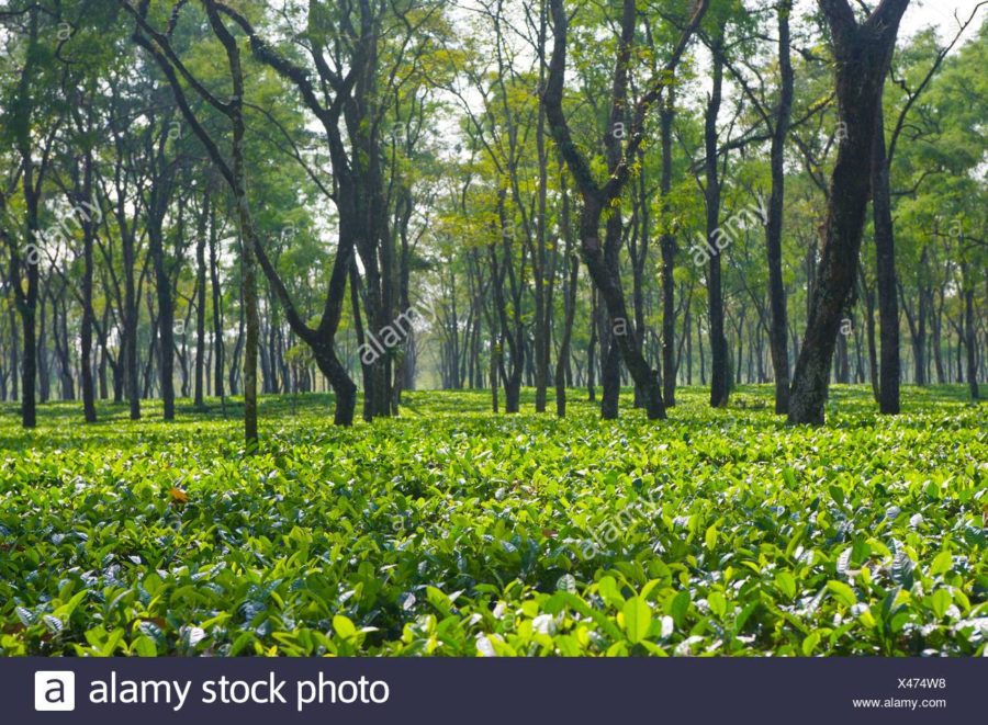 Tezpur cleanest city of assam - MashaHur.Com